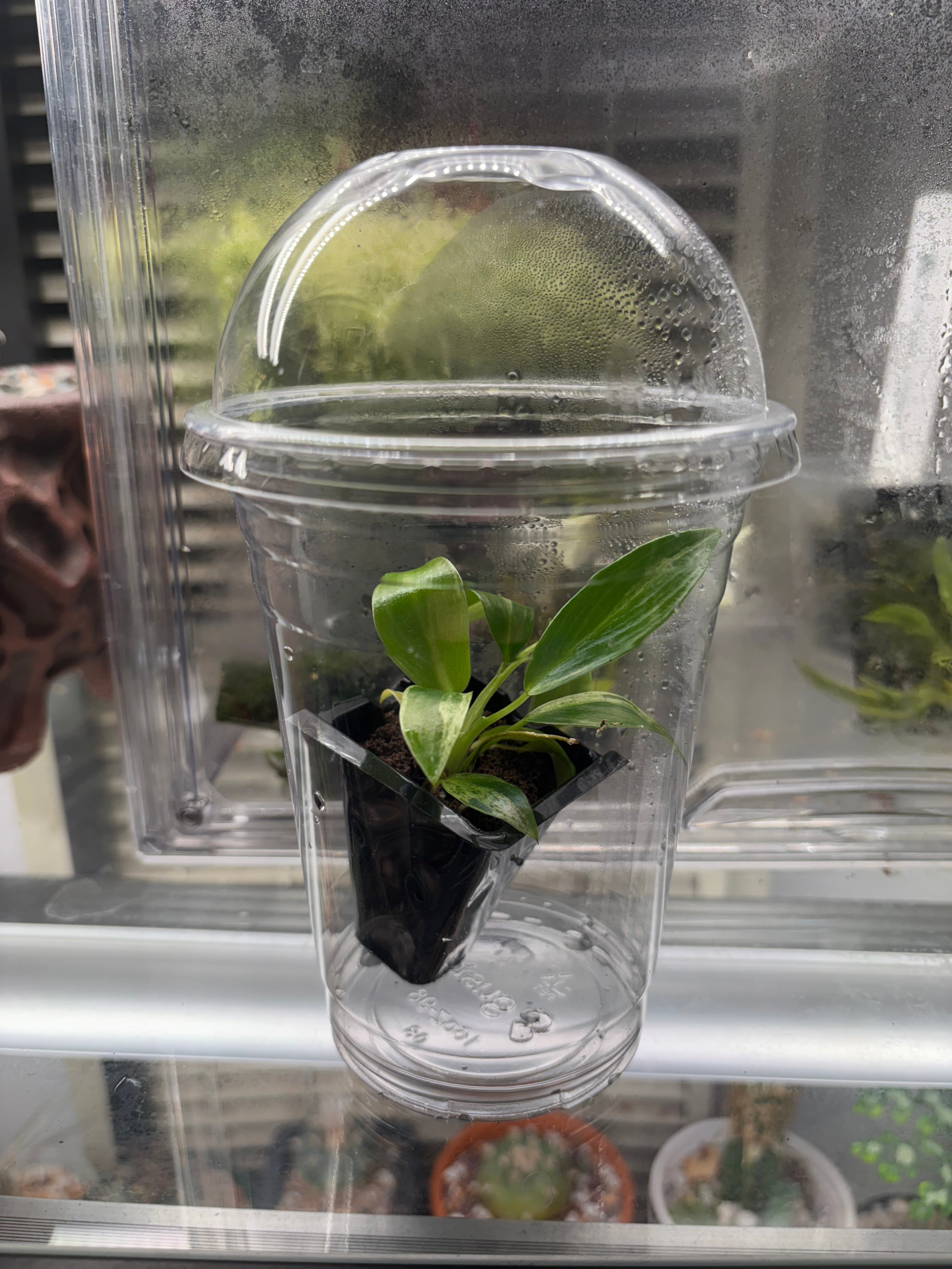 Tissue culture acclimation kit – Green Room Exotics