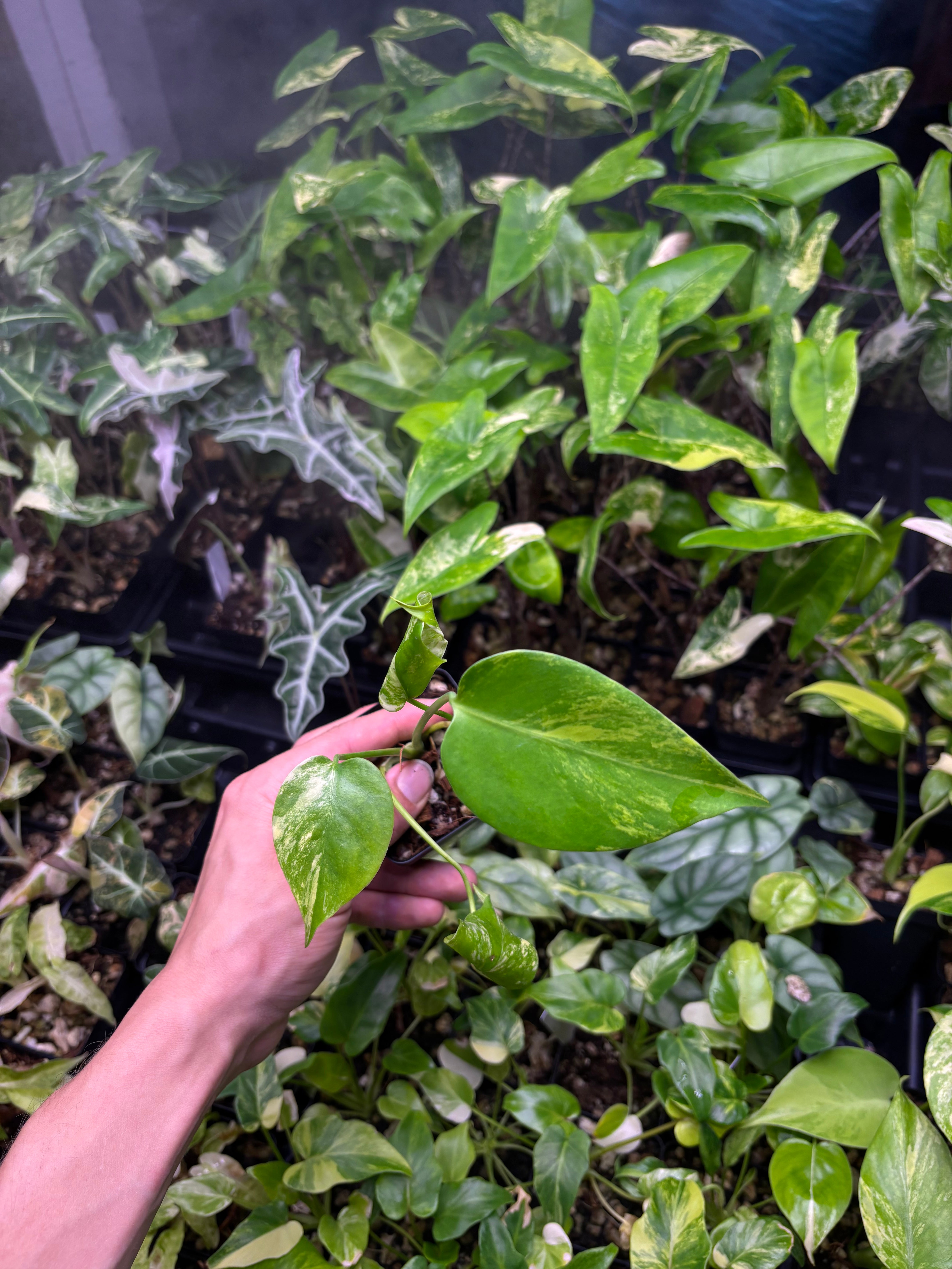 Monstera Aurea Large Form Aurea 3” pot growers choice yellow Marilyn ...