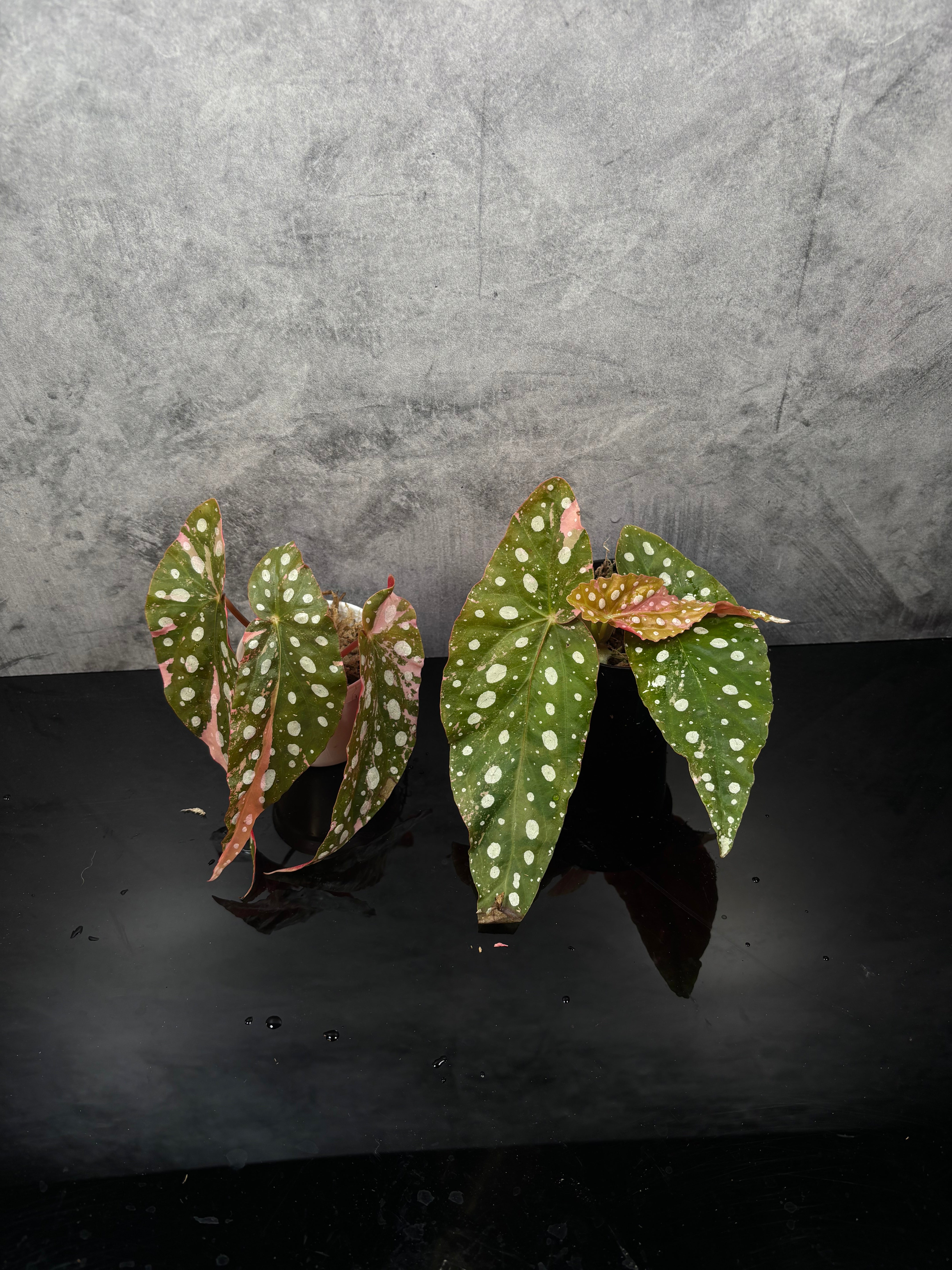 Begonia maculata pink variegated 3” pot growers choice – Green Room Exotics