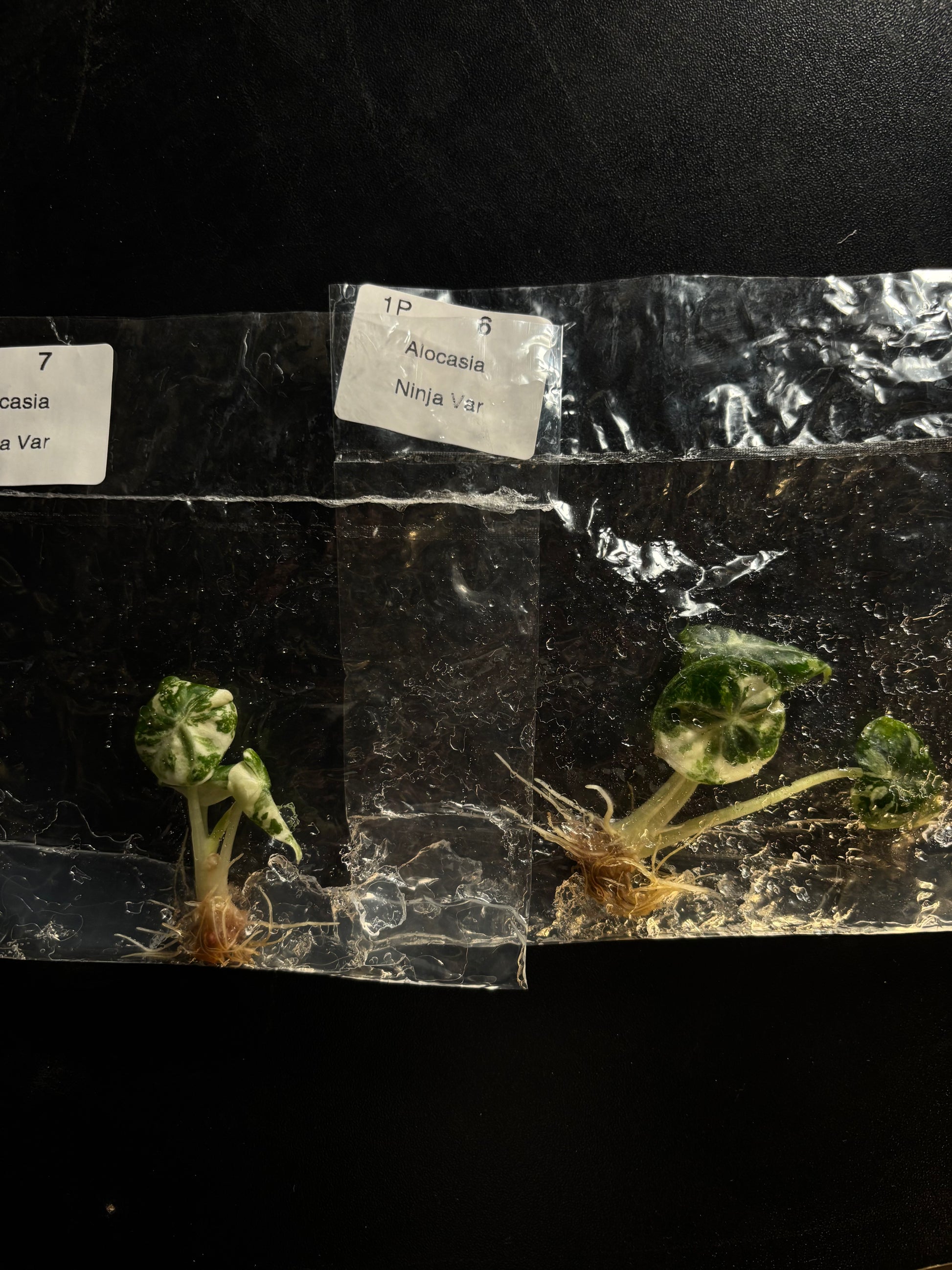 Alocasia ninja albo variegated - ships in 3-4 weeks growers choice rar ...