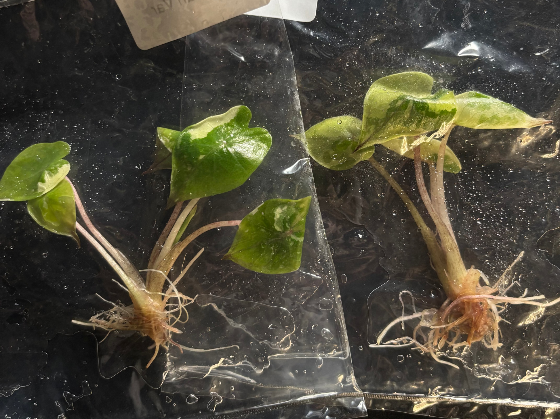 Alocasia Yucatán princess aurea/pink variegated -ships in 3-4 weeks gr ...